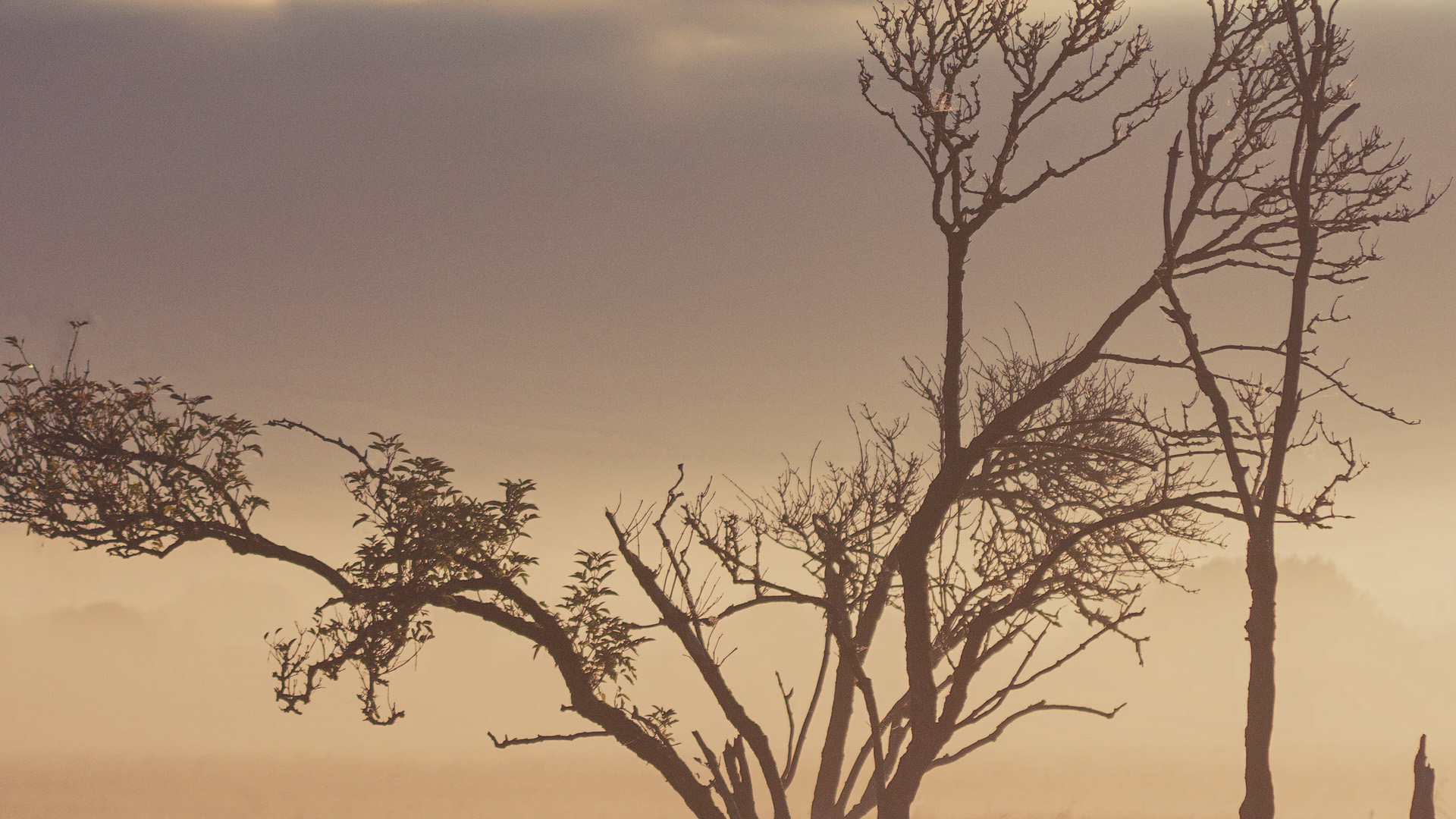 ¿Cómo se debe predicar en un funeral? - Harry L. Reeder | Acceso Directo