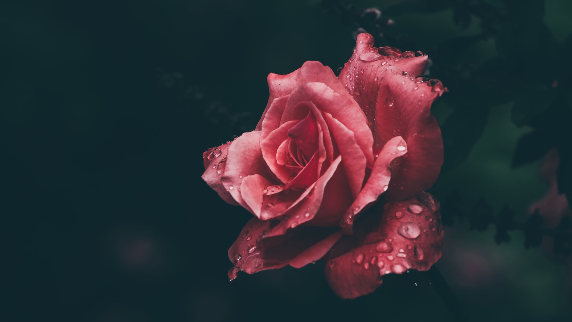 Una rosa me enseñó una lección