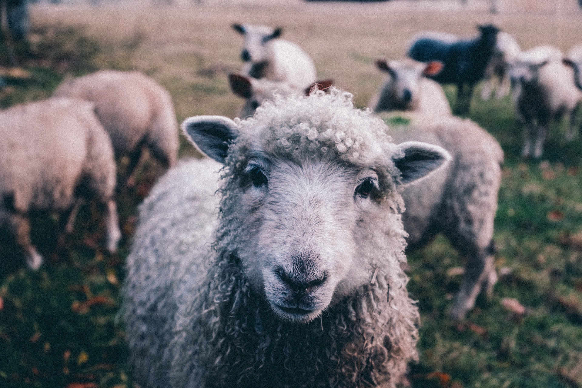 Recursos - Acceso Directo